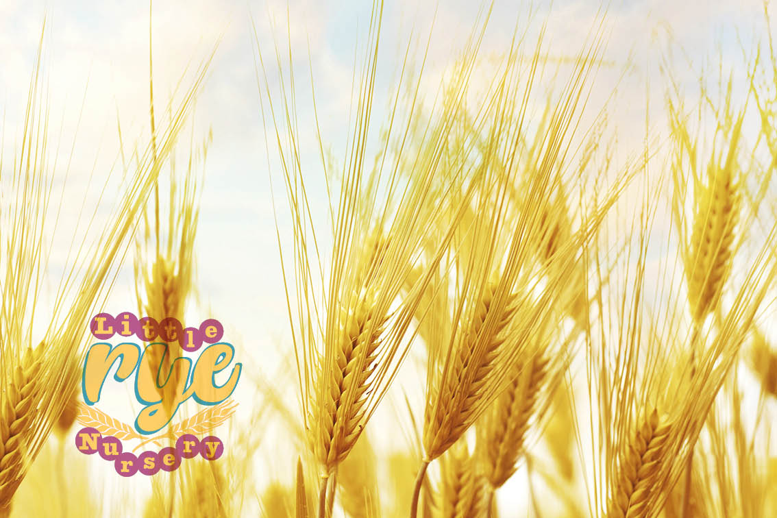 Why the name Little Rye Nursery? – Little Rye Nursery